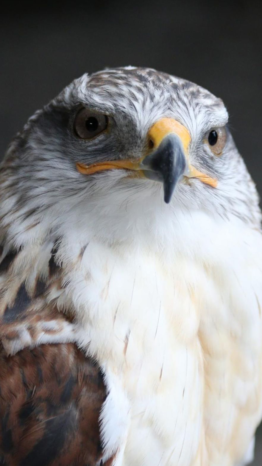 The Wizards are coming! – Keighley & Worth Valley Railway